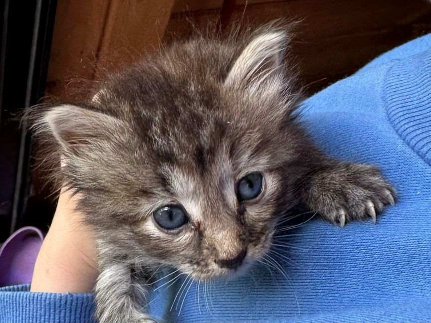 Котенок девочка 1 месяц