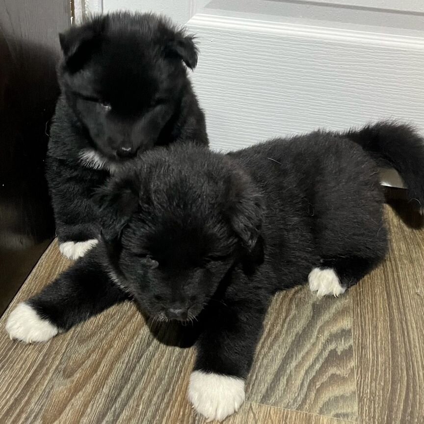 Якутская лайка, щенок