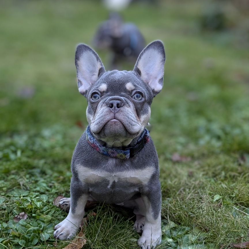 Французский бульдог, лилак Тан от чемпионов