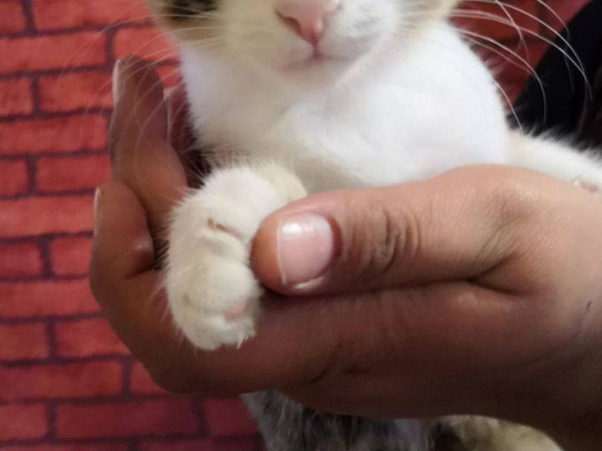 Киска в добрые руки