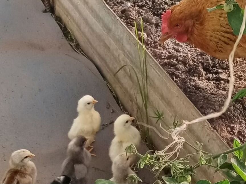 Курица с цыплятами