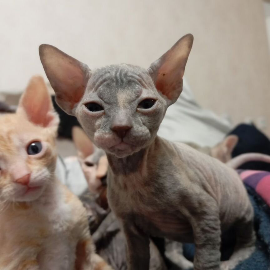 Сфинкс девочка котенок