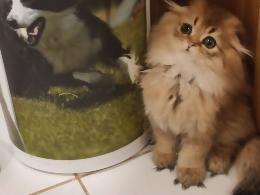 Шотландцы золотые