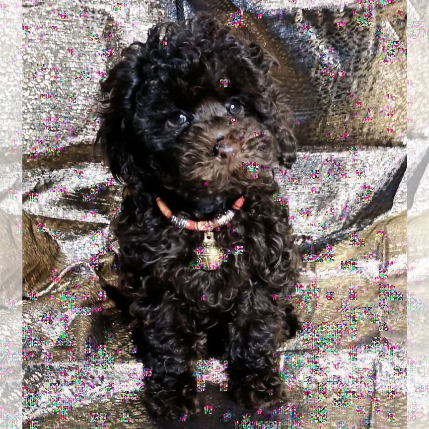 Той-пудель, щенок