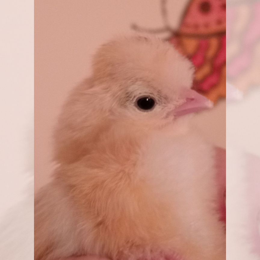 Цыплята суточные несушки