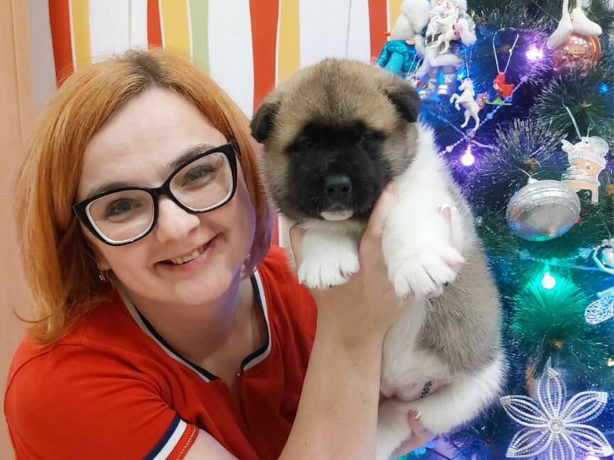 Щенки американской акиты