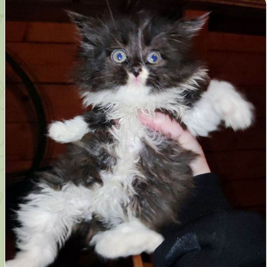 Котёночек, дружок на пару десятков лет