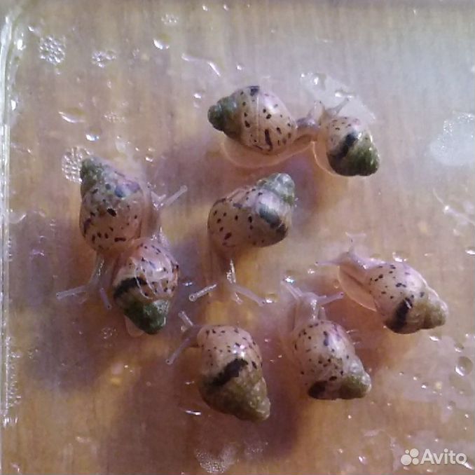 Улитки Ахатины маленькие