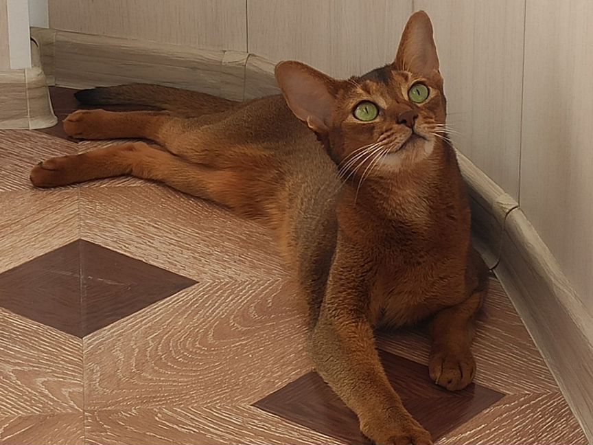Отдам абиссинский котик