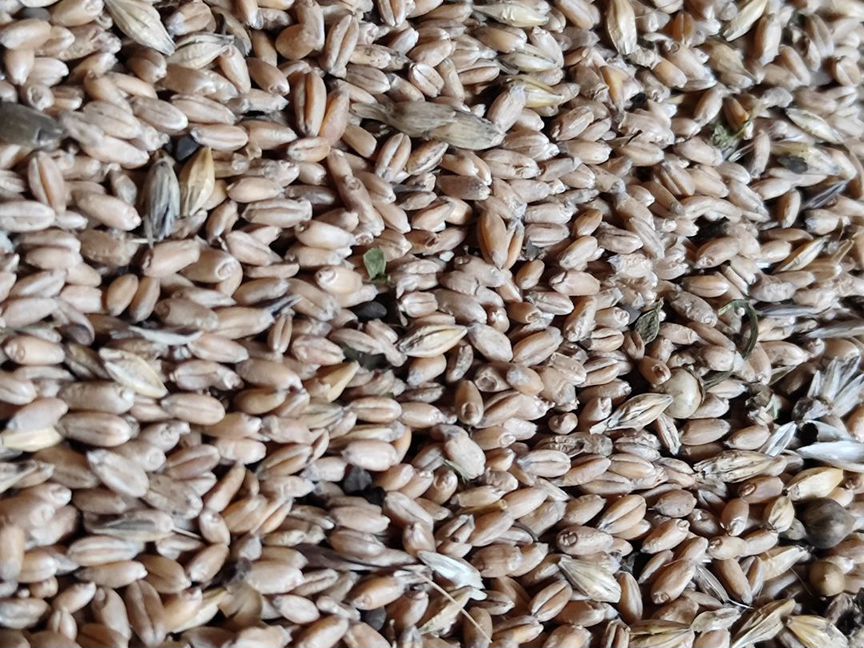 Зерно пшеница 5 класс