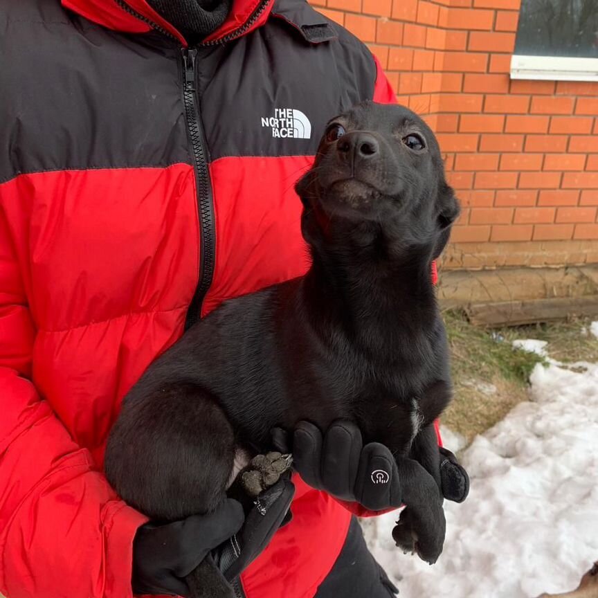 Отдам в добрые руки щеночка