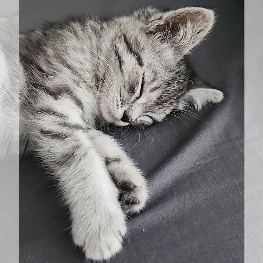 Британский короткошёрстный котёнок