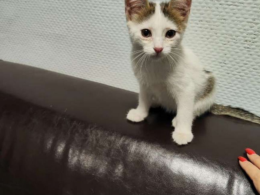 Котёнок мальчик 3мес ищет дом