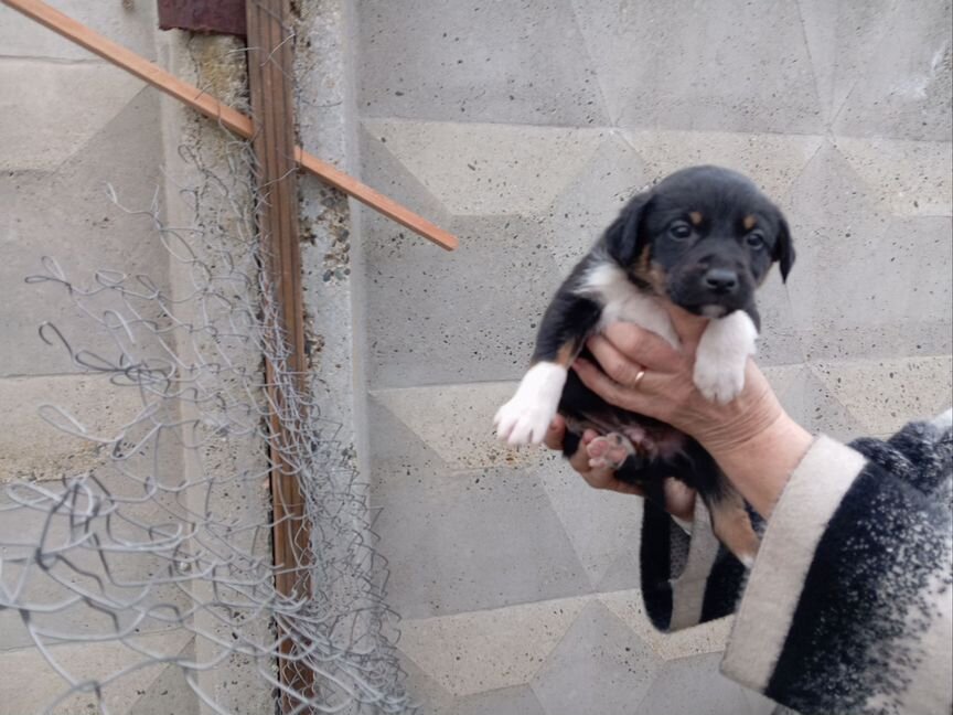 Собака в добрые руки отдам бесплатно