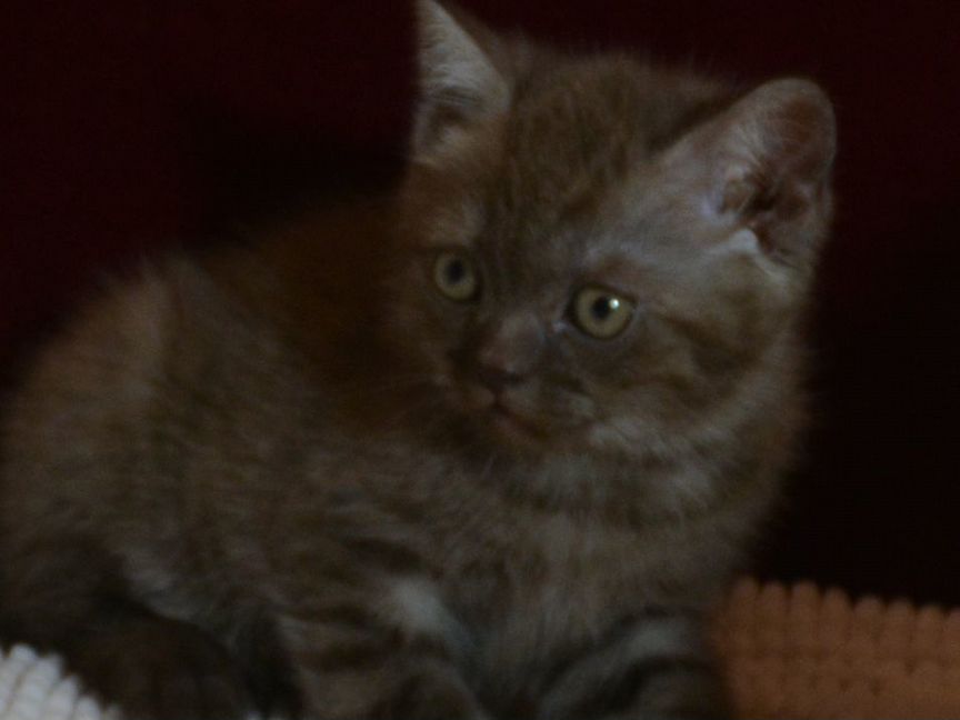 Шоколадный кот