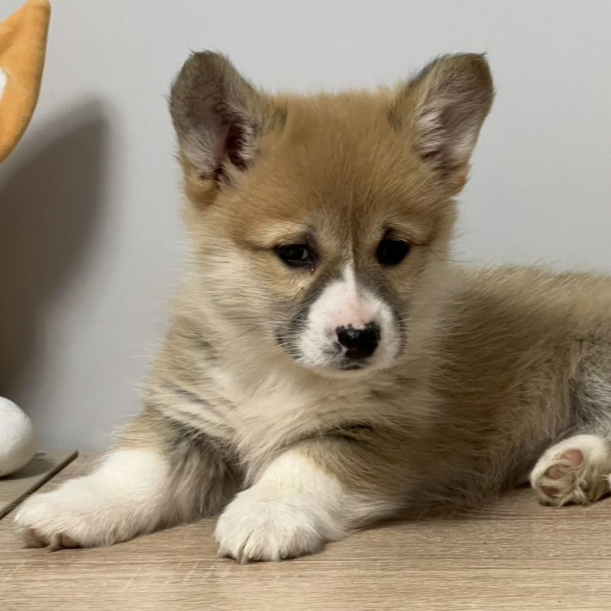 Вельш Корги Пемброк, щенок