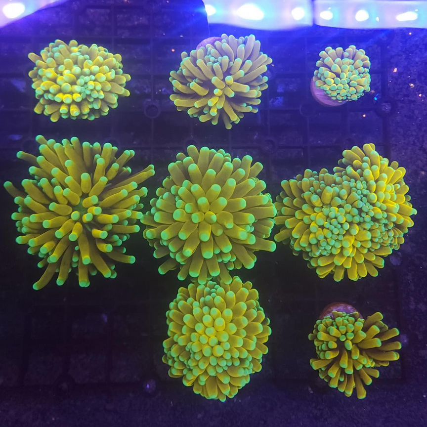 Эксклюзивные морские кораллы / Огромный выбор