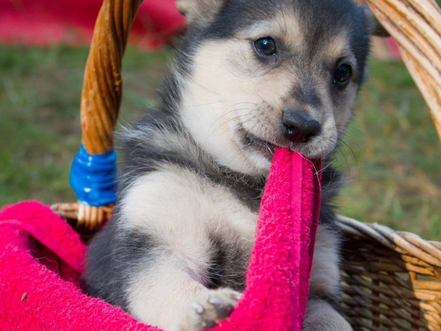 Щенки мальчики и девочки