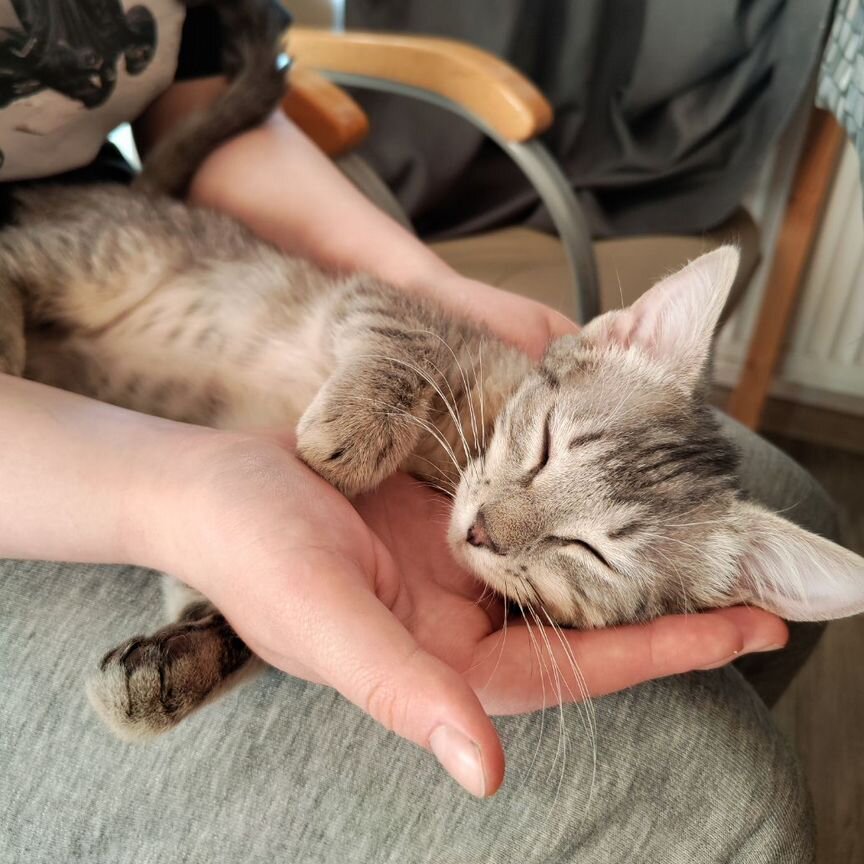Ищу дом для котёнка