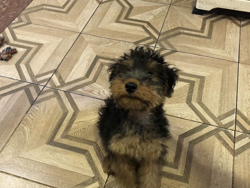 Щенки вельштерьера мальчик