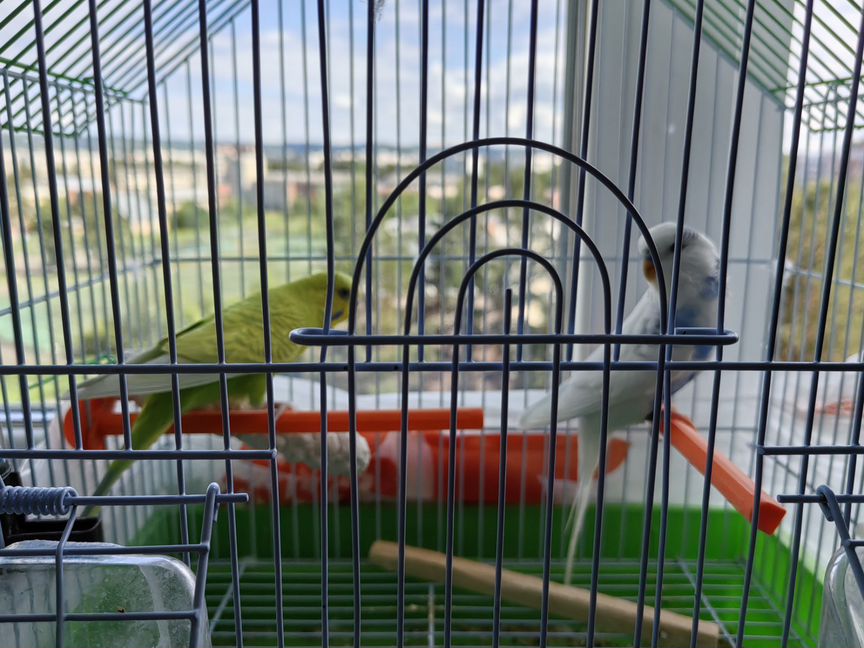 Продам попугаев с клеткой