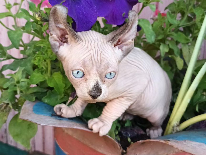 Канадский сфинкс эльф котенок