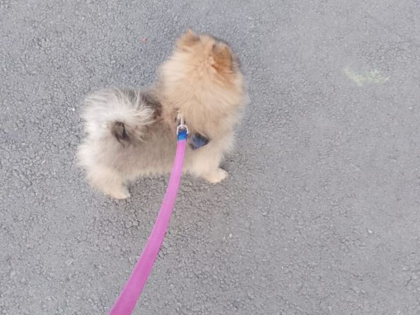 Собаки щенки шпиц