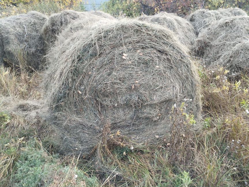 Сено в рулонах 2023