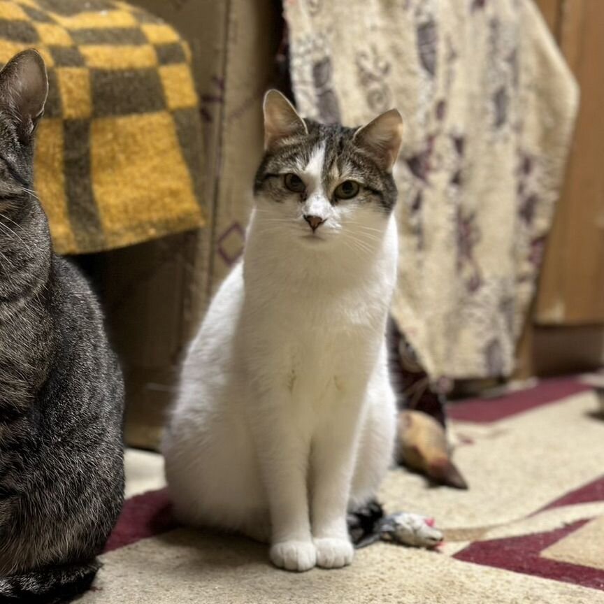 Семья для кошечки Сони Отзовись