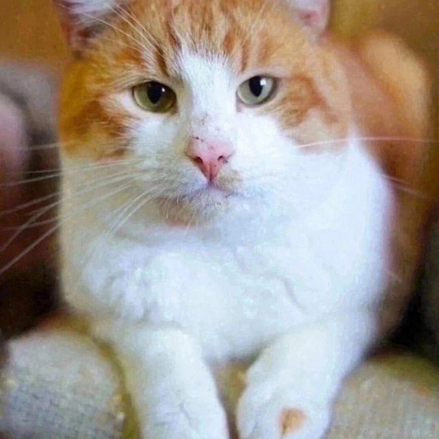 Жду котородителей