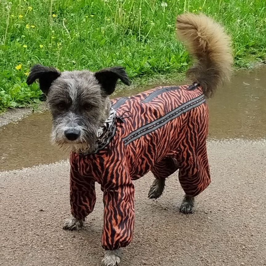 Пошив одежды для собак