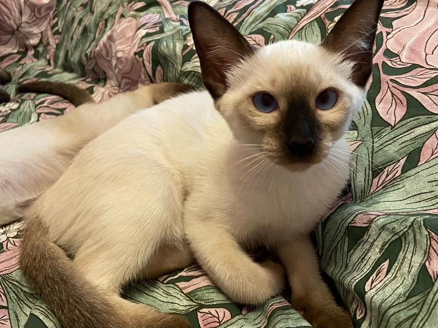 Сиамо-ориентальные котята (тайские)