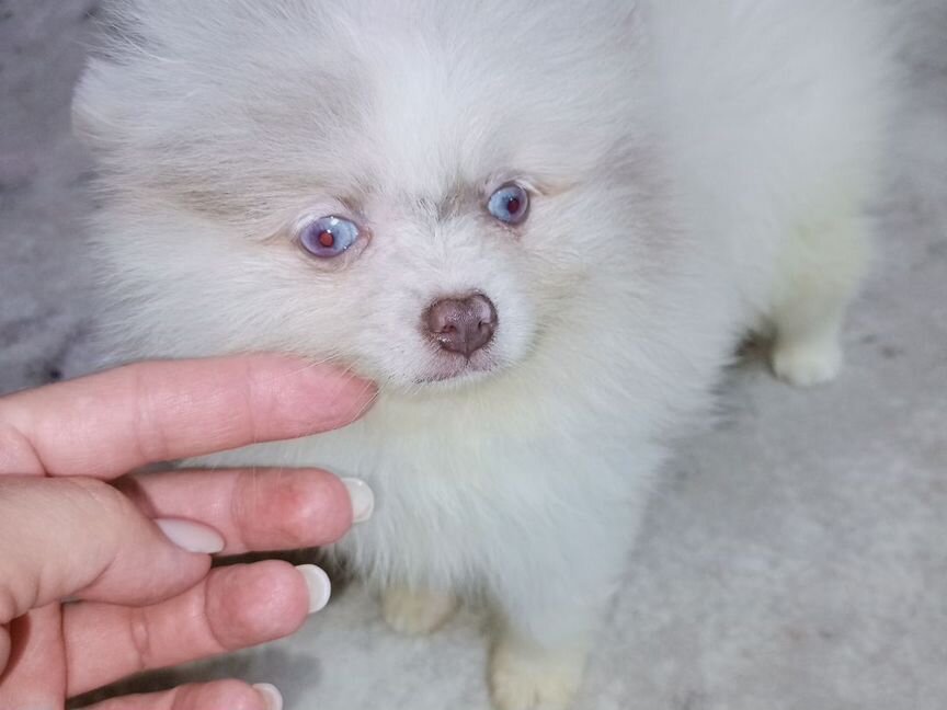 Голубоглазая бомбина