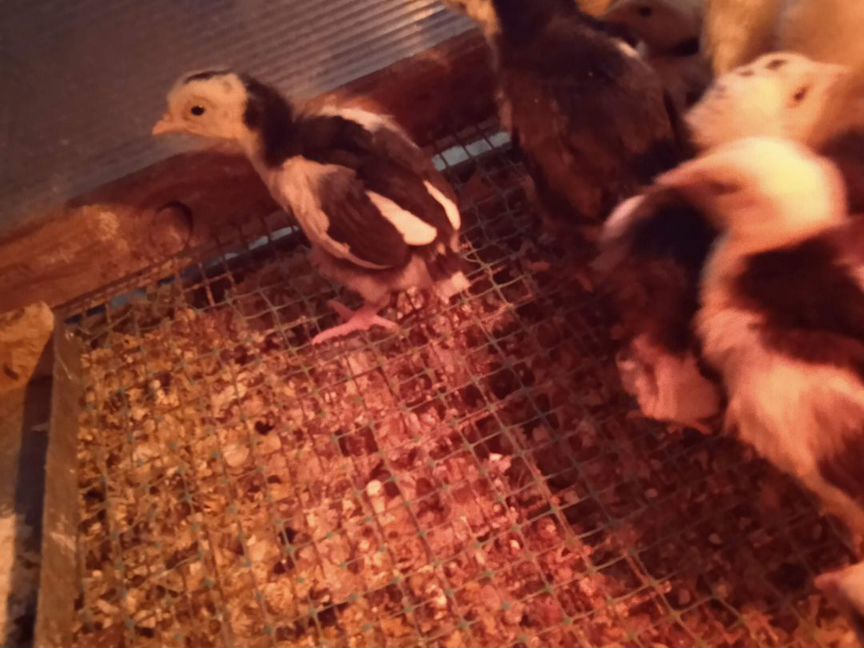 Цыплята черно-пестрогт австролорпа