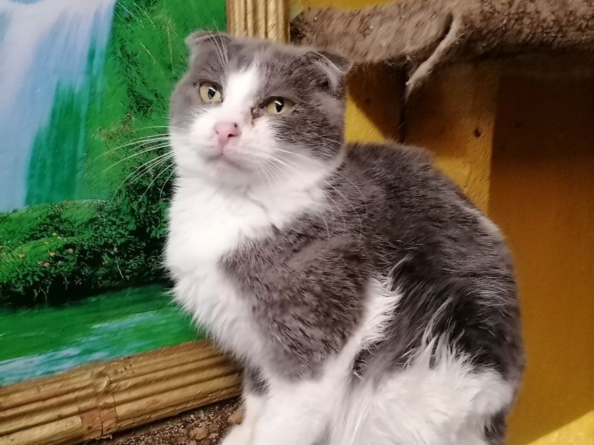 Кошка