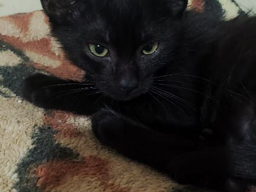 Чёрный котенок мальчик спасён с улицы