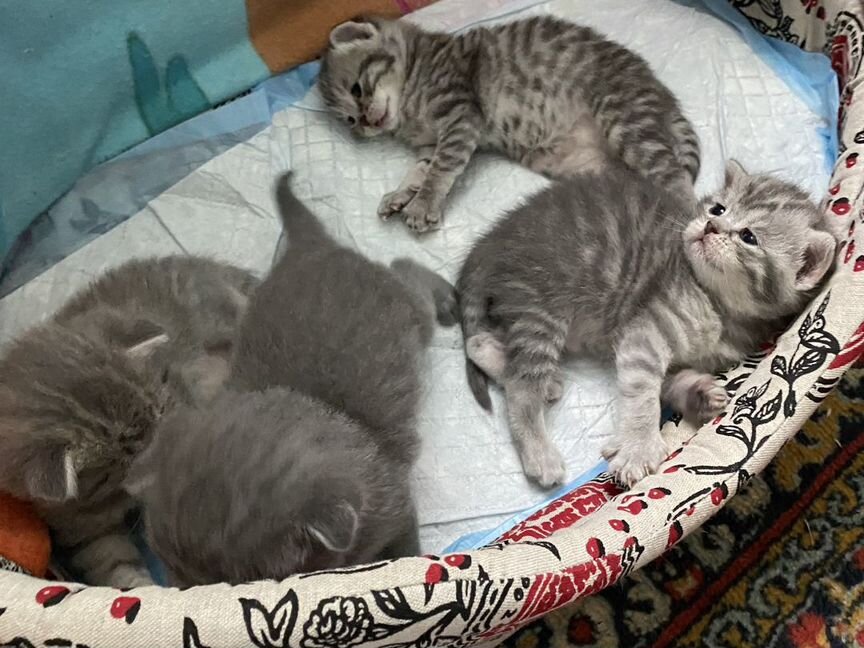 Котята британские вислоухие