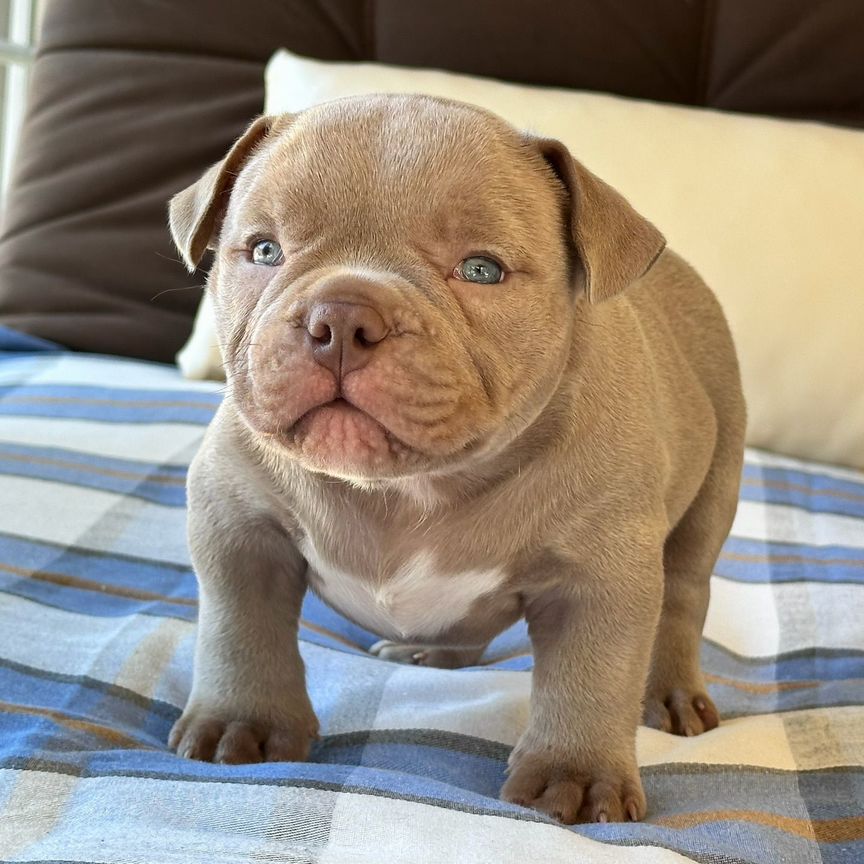 Американский булли