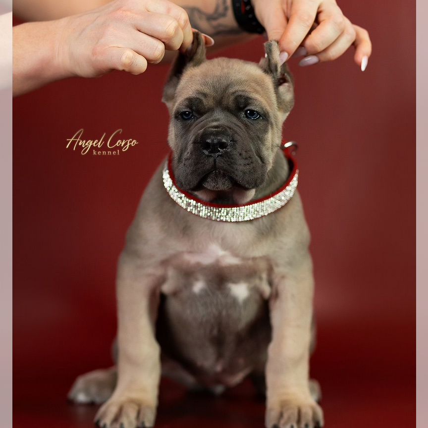 Кане Корсо - форментино Глюкоза