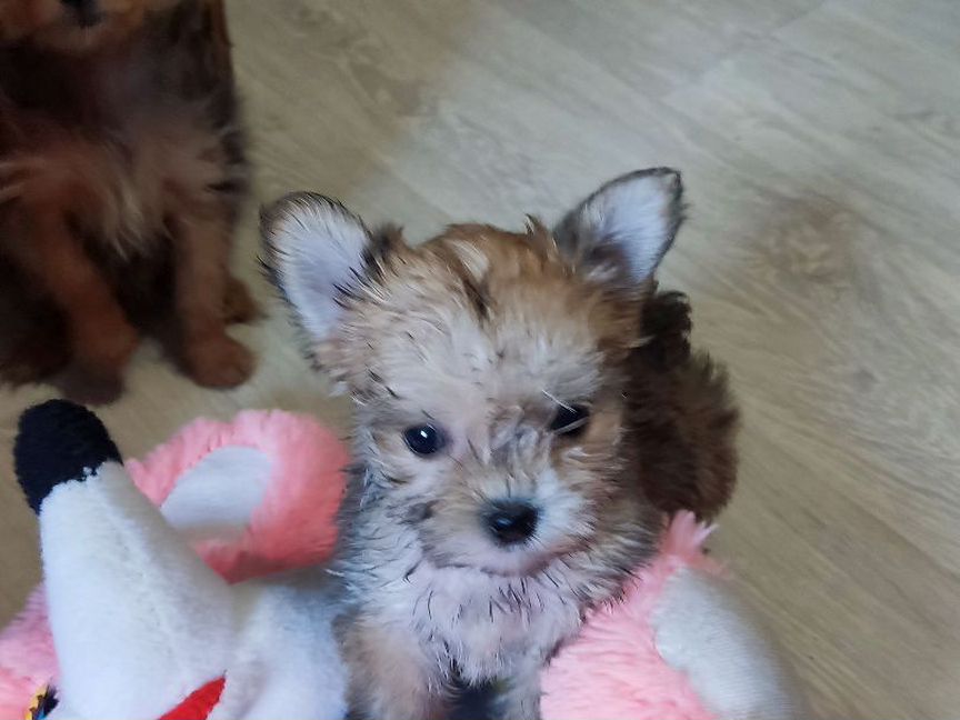 Маленькие собачка Бивер девочка