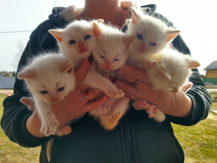 Котятки мальчишки