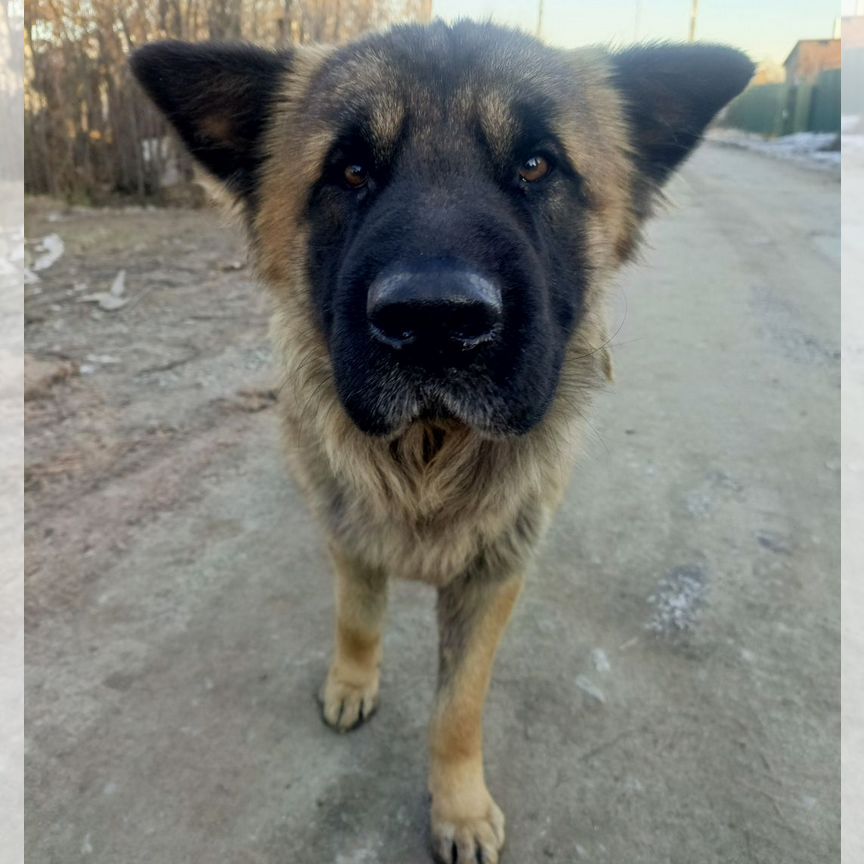 Русская псовая борзая, взрослая собака