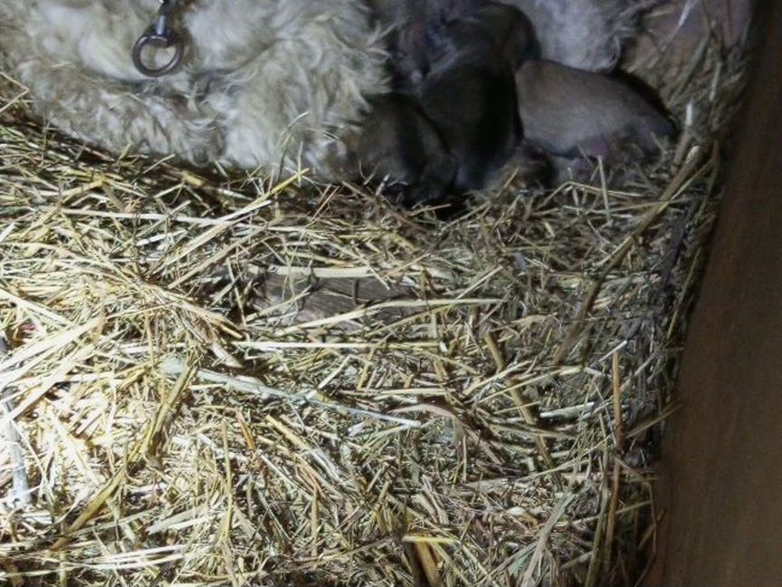 Кутята в добрые руки