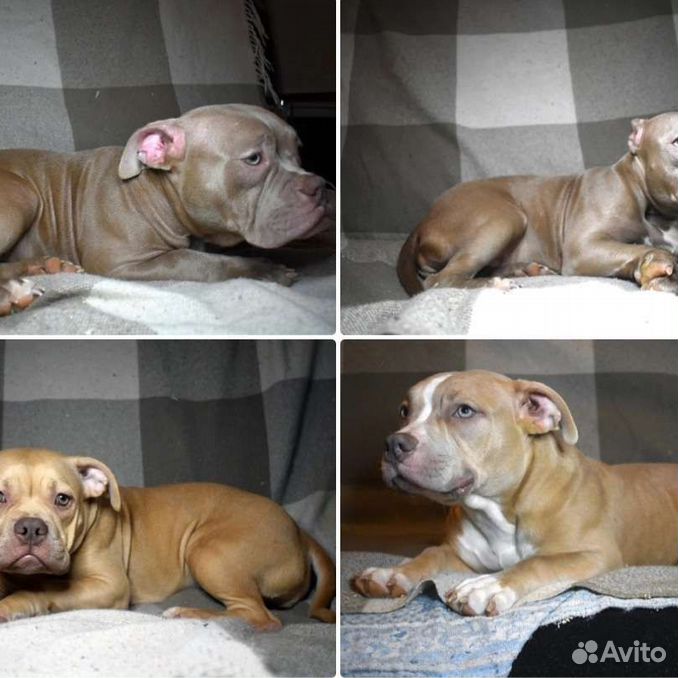 Американ.булли, мифы и реальность