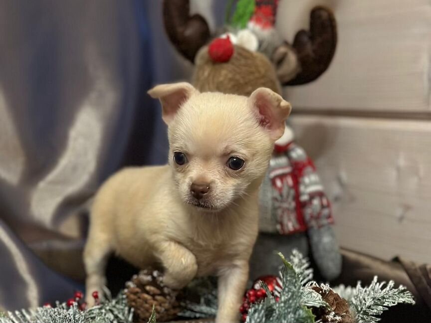 Чихуахуа мини девочка