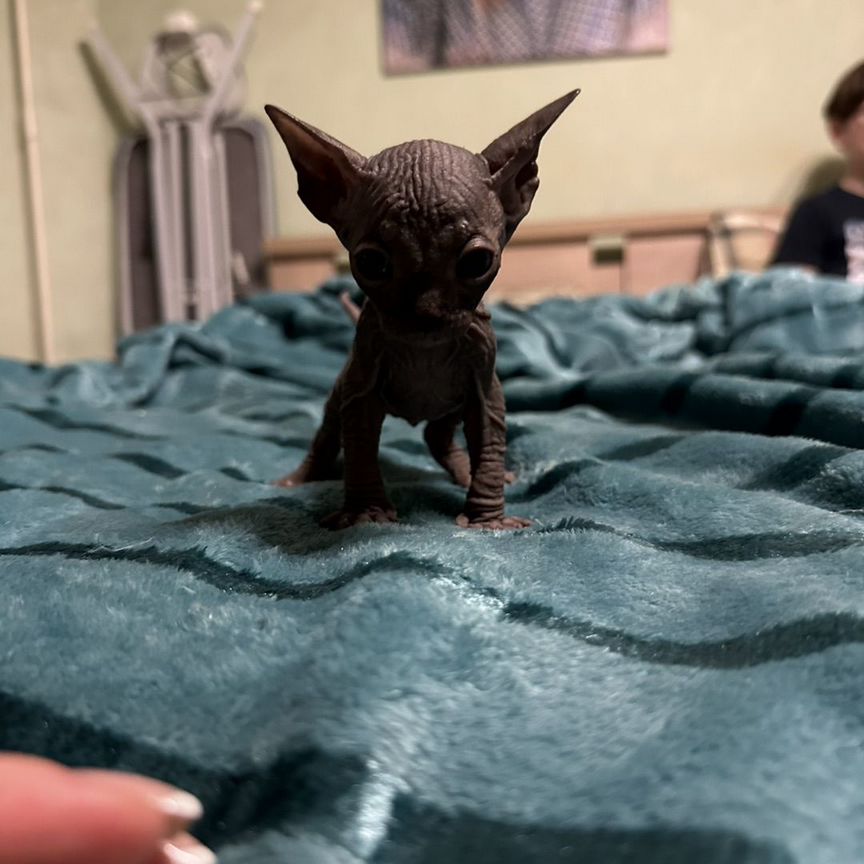 Канадский сфинкс