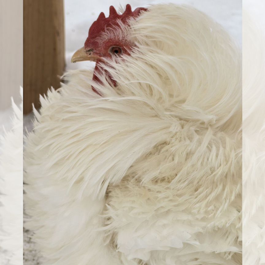 Куры карликовый кохинхин