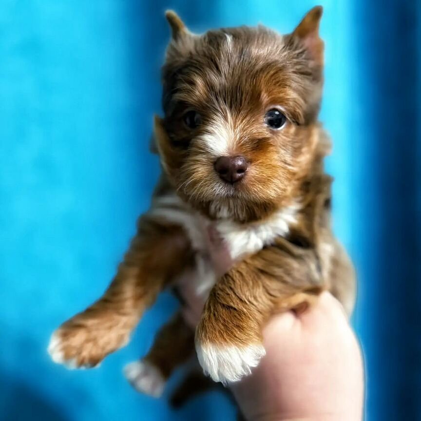 Йоркширский терьер, щенок