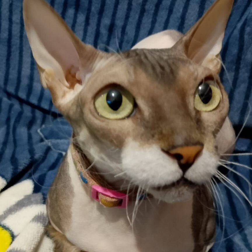 Донской сфинкс, взрослая кошка