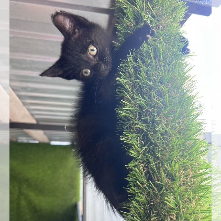 Котенок девочка